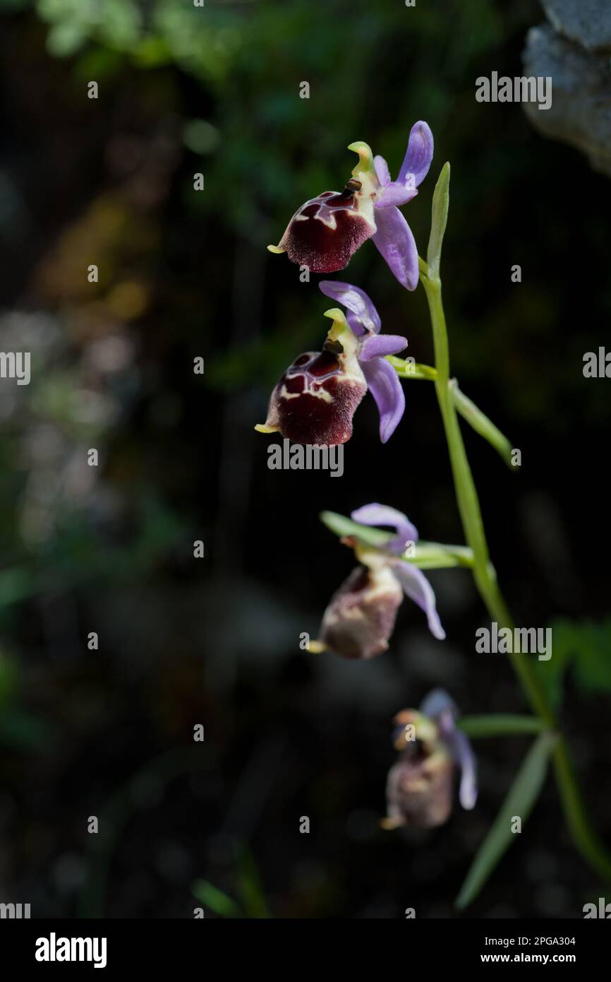 orchidea selvatica, ophrys fuciflora, valle delle orchidee, monte ...