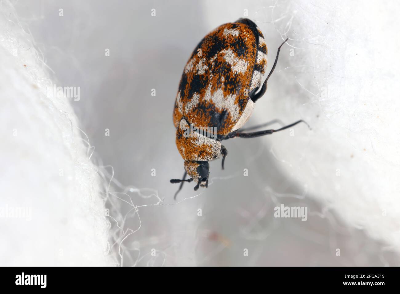 Carpet beetle damage hi-res stock photography and images - Alamy