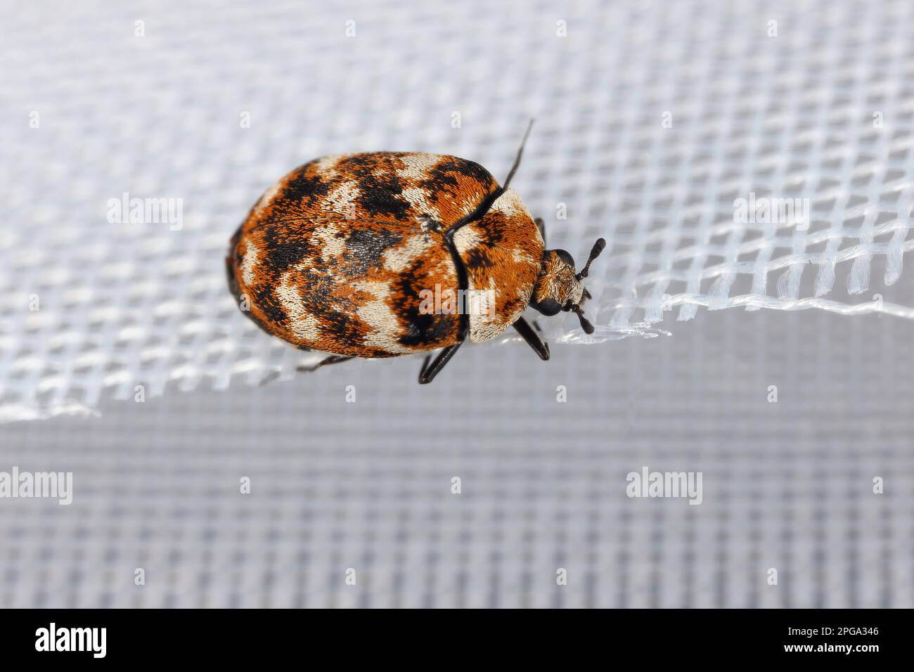 Varied carpet beetle, Anthrenus verbasci. Home and storage pest of ...