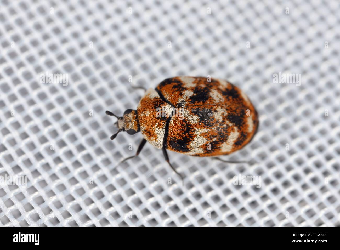 Varied Carpet Beetle In Bed