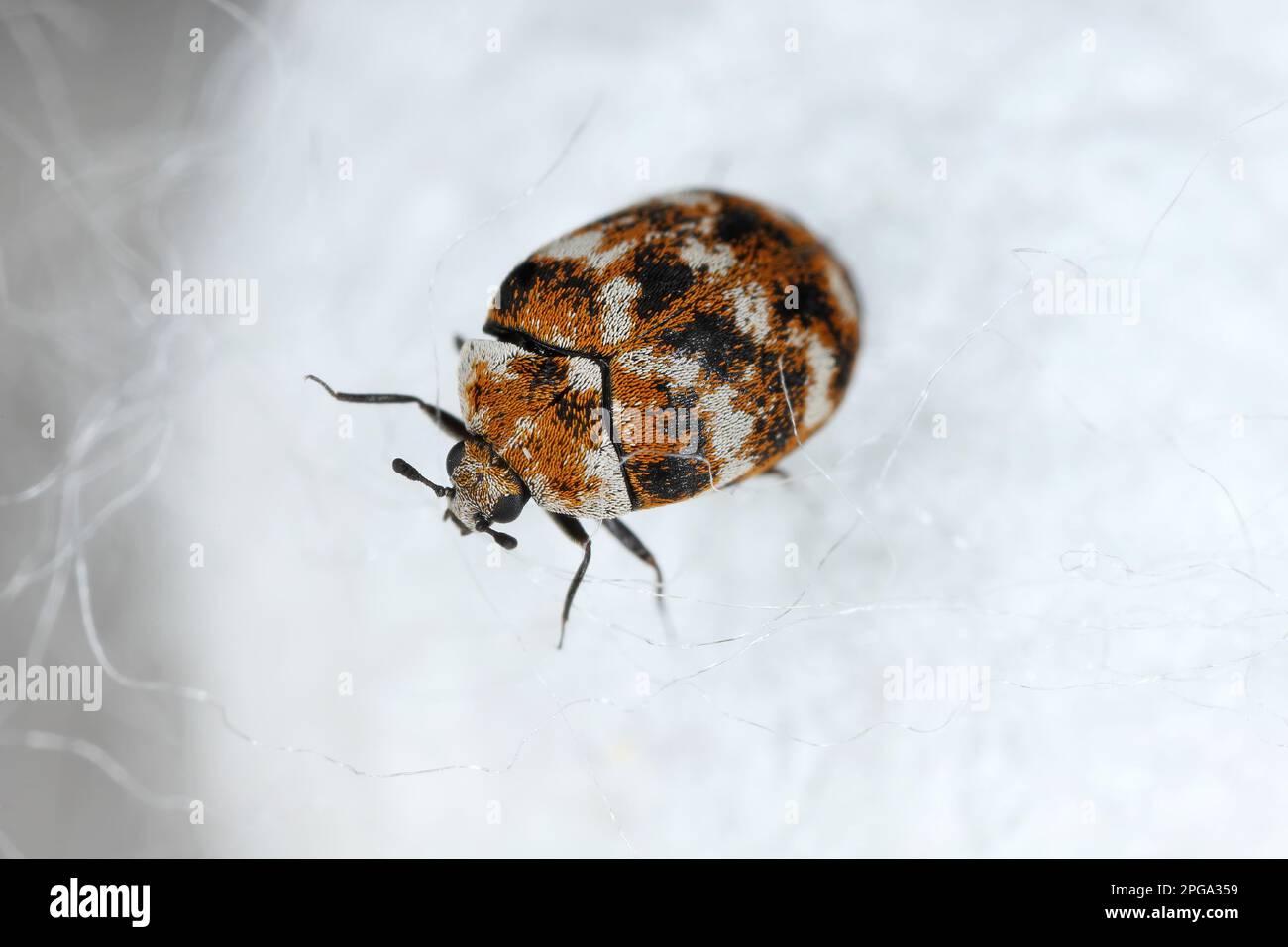 Varied carpet beetle, Anthrenus verbasci. Home and storage pest. Home ...
