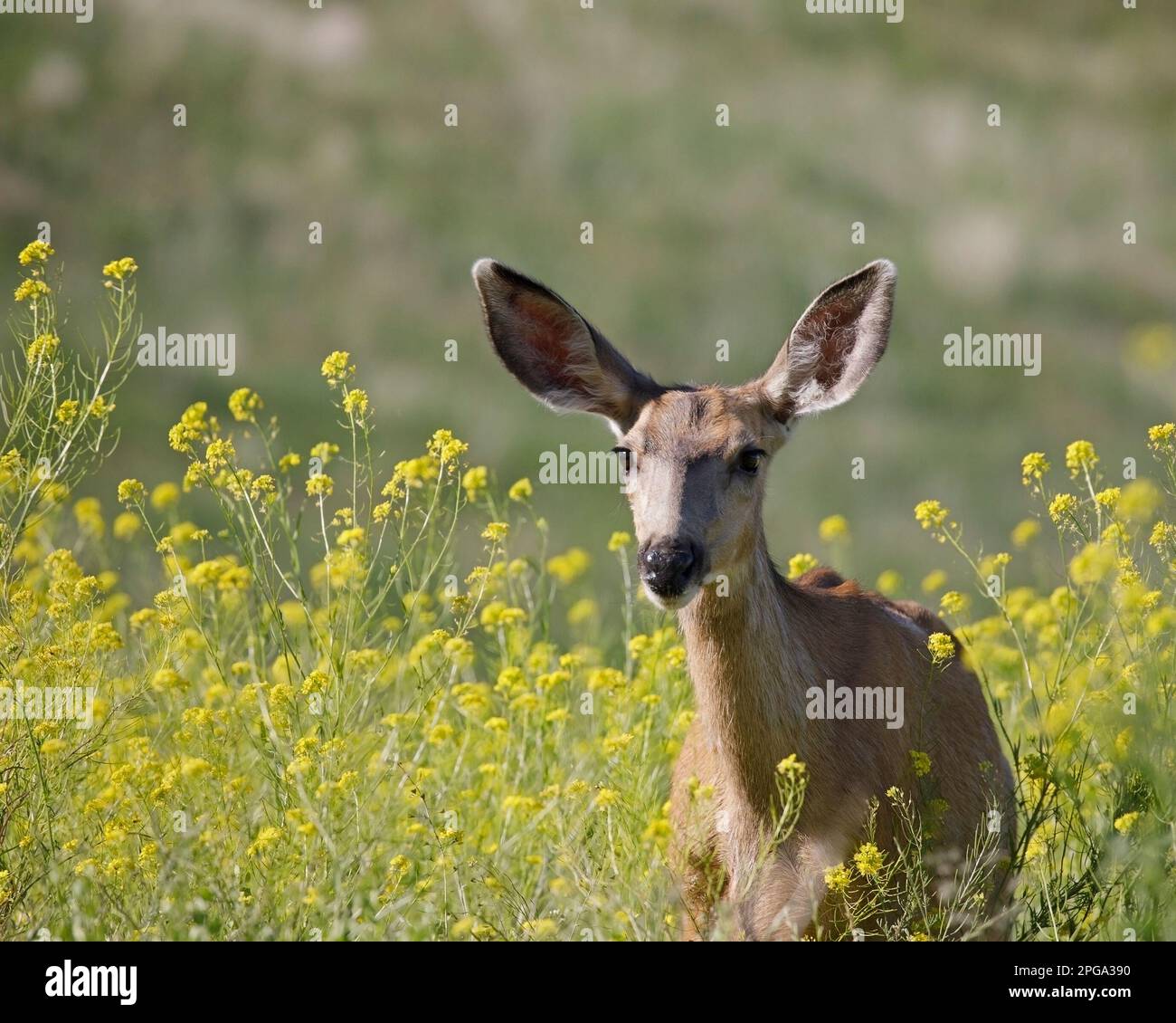Mule deer doe standing in a field of yellow flowers in Fish Creek Provincial Park, Canada ...