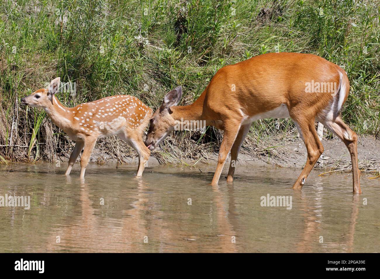 White tailed deer doe licking her fawn, standing along the bank of Fish ...