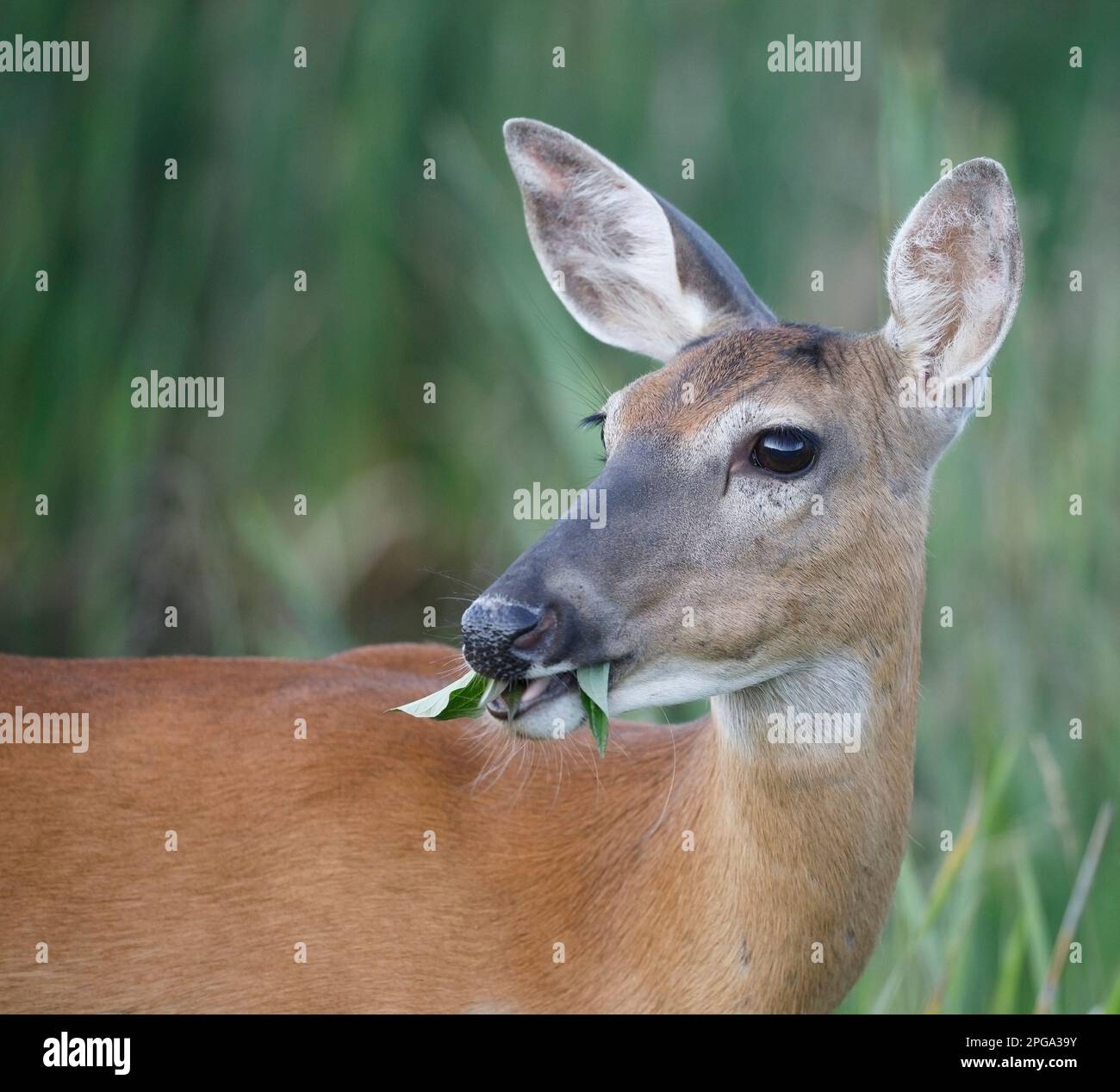 White tailed deer doe close up eating leaves in Fish Creek Provincial ...