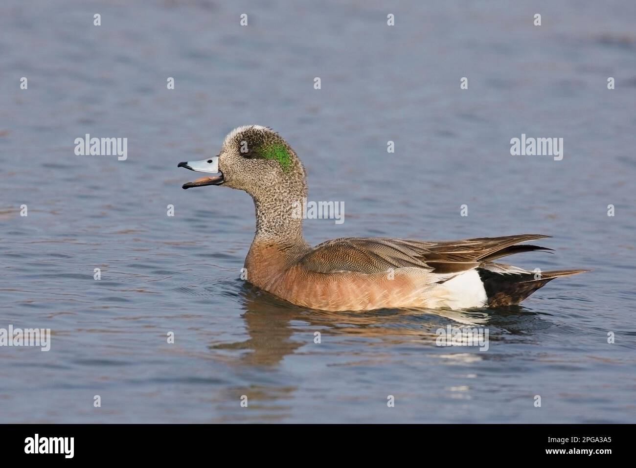 American wigeon male duck in breeding plumage calling (Mareca americana ...