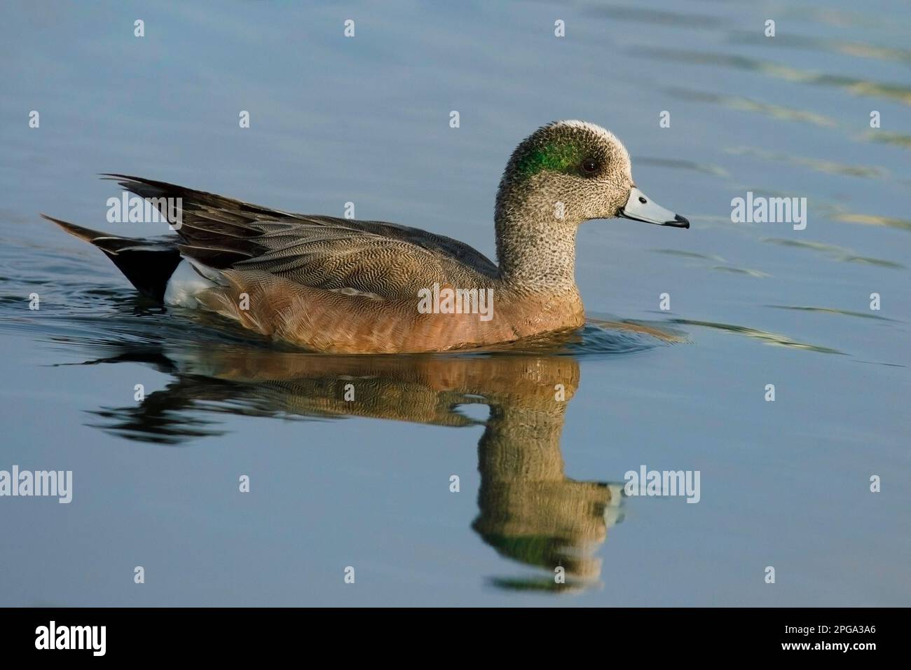 American wigeon male duck in breeding plumage swimming on pond (Mareca ...