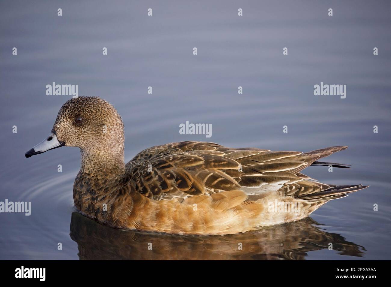 American wigeon female duck swimming in a pond (Mareca americana ...