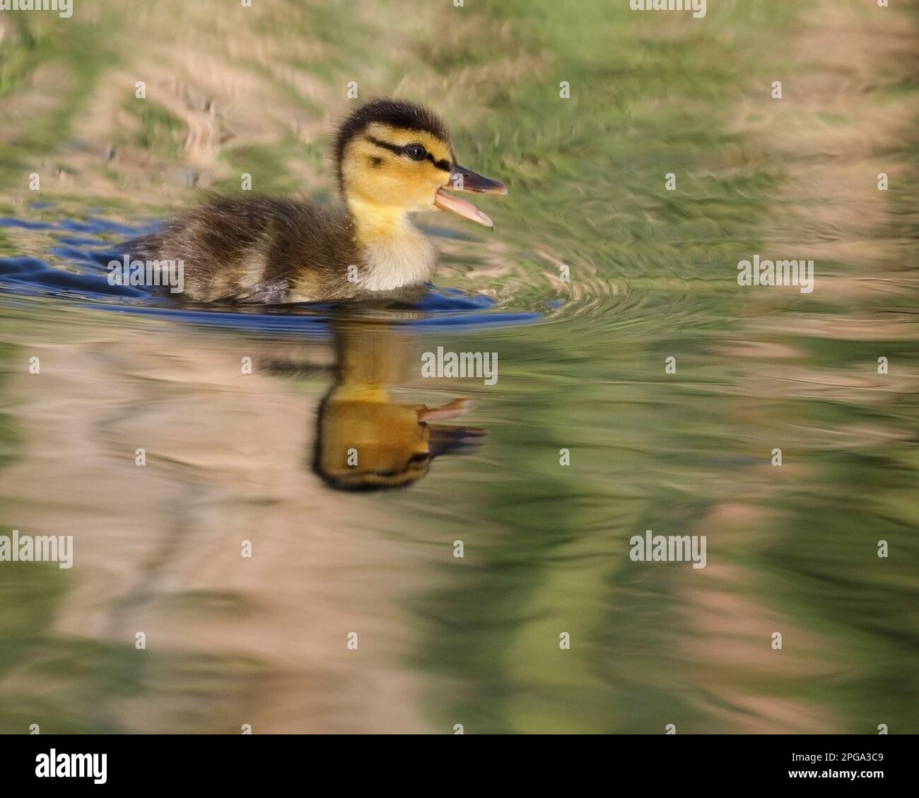 Mallard duckling calling with mouth open in a pond, Calgary, Alberta ...
