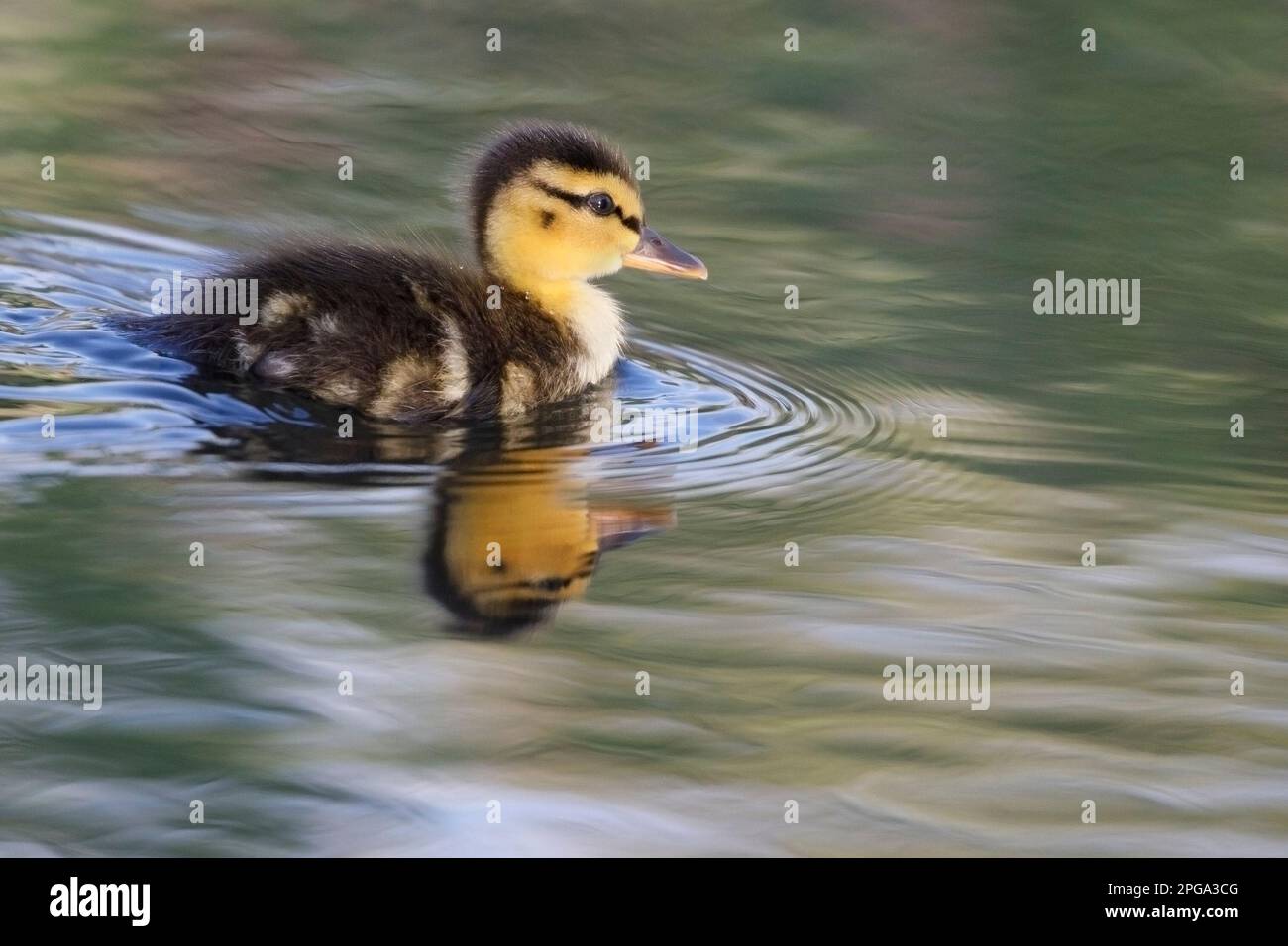 Downy duck hi-res stock photography and images - Alamy
