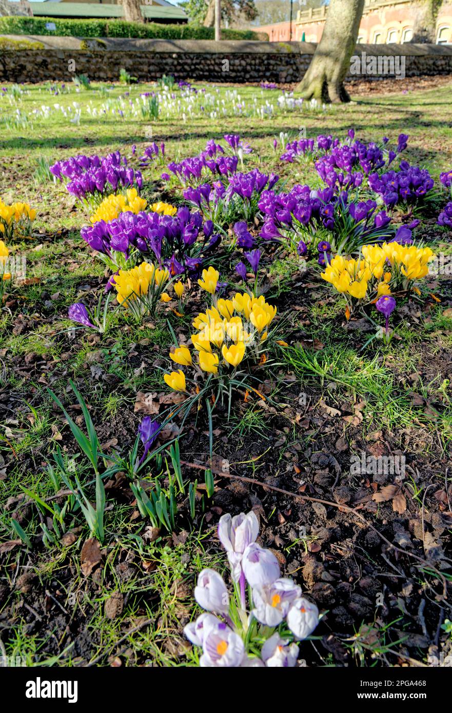 Field with crocuses flowers. The Crocus flavus in Lytham, Lytham St ...