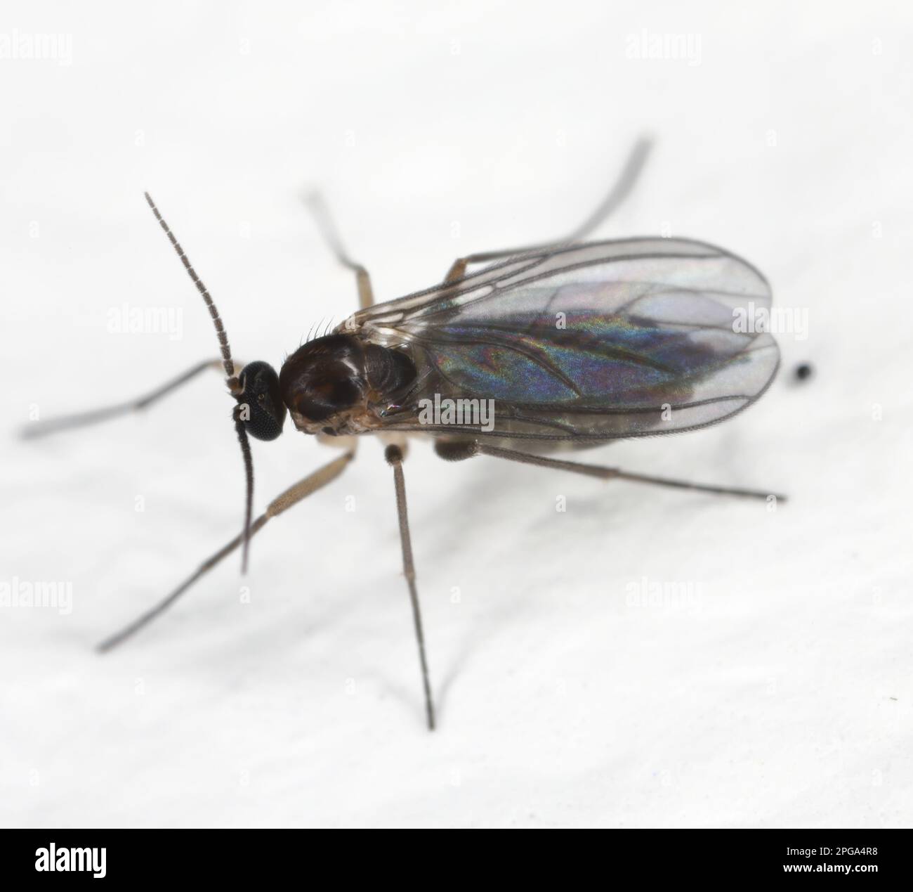 Macro image of a Dark-winged Fungus Gnat (Sciaridae) on wall of flat ...