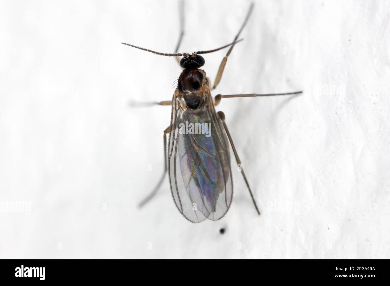 Macro image of a Dark-winged Fungus Gnat (Sciaridae) on wall of flat ...