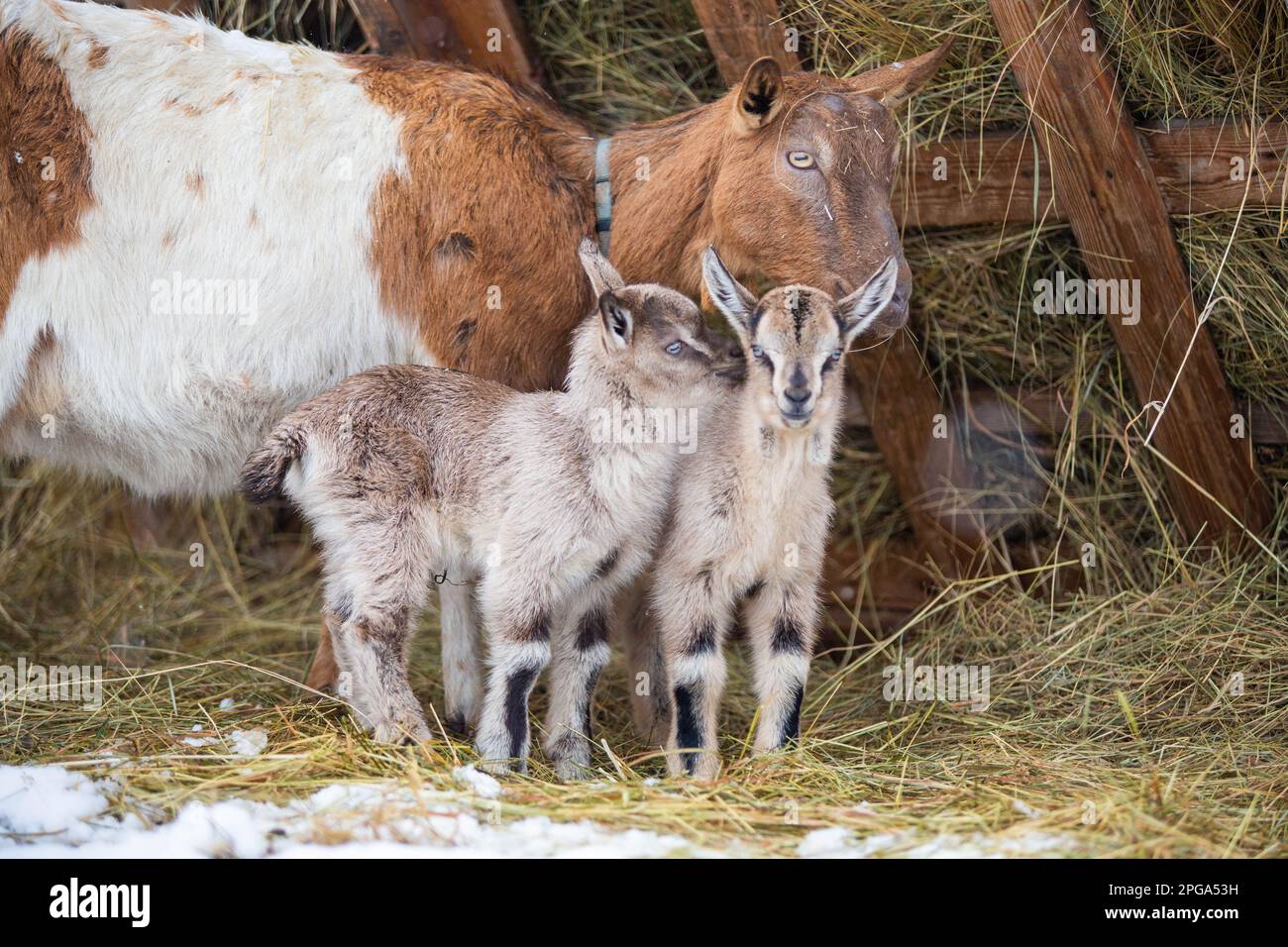 Two cute little goats standing in a stack of hay near their mother ...