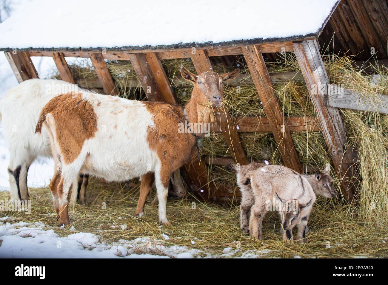 Two cute little goats standing in a stack of hay near their mother ...