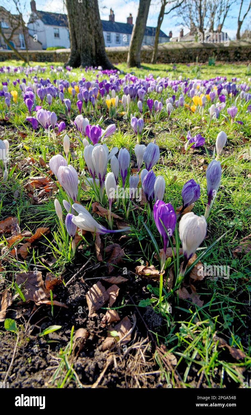 Field with crocuses flowers. The Crocus flavus in Lytham, Lytham St ...