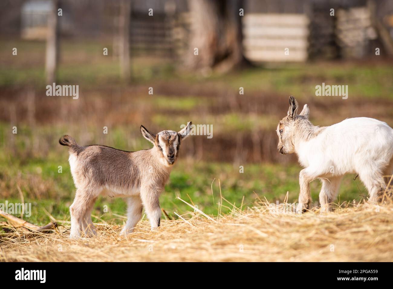 Two baby goats standing in a lush green field on a sunny day Stock ...