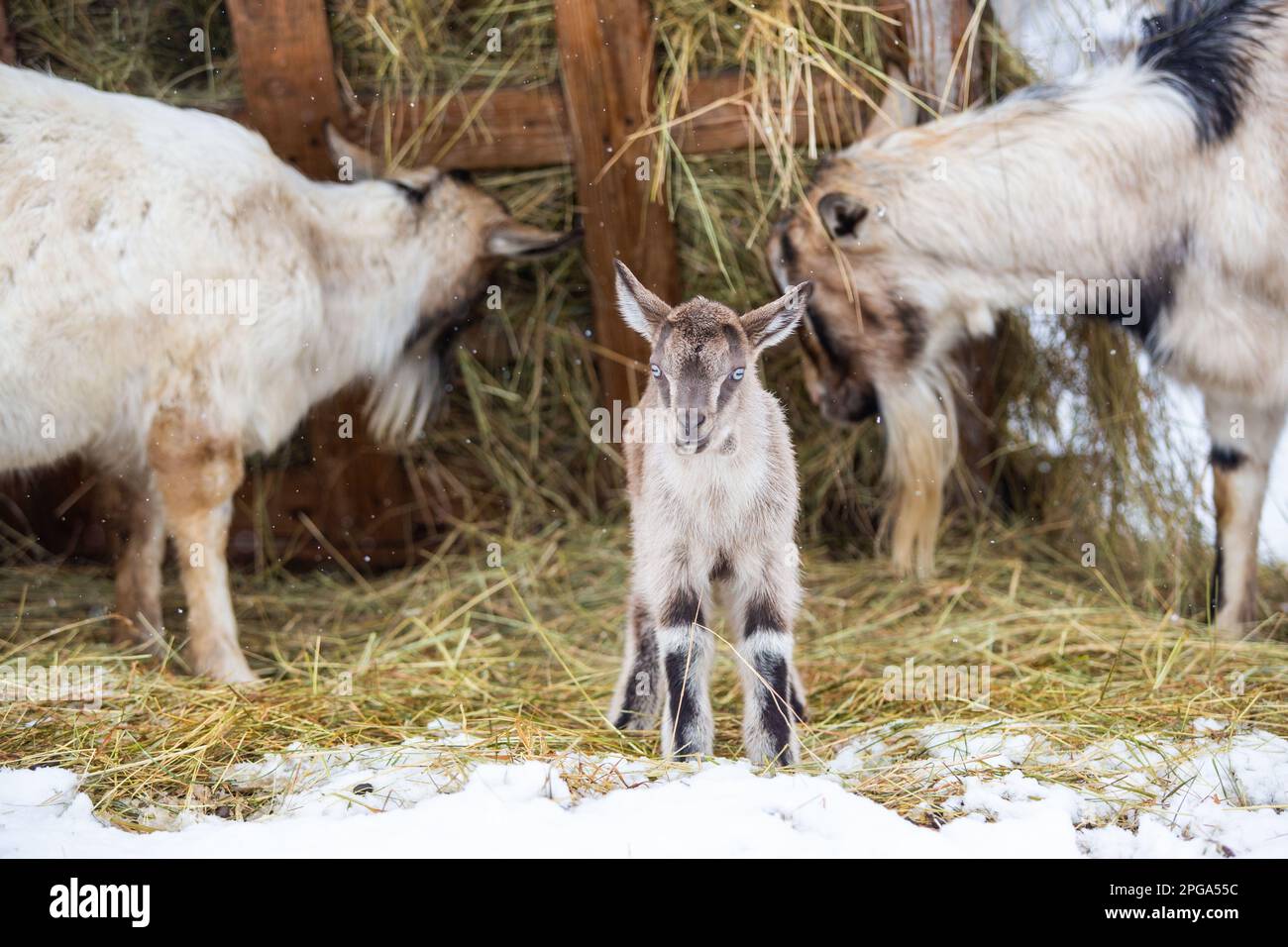 A cute baby goat looking directly at the camera with older goats ...