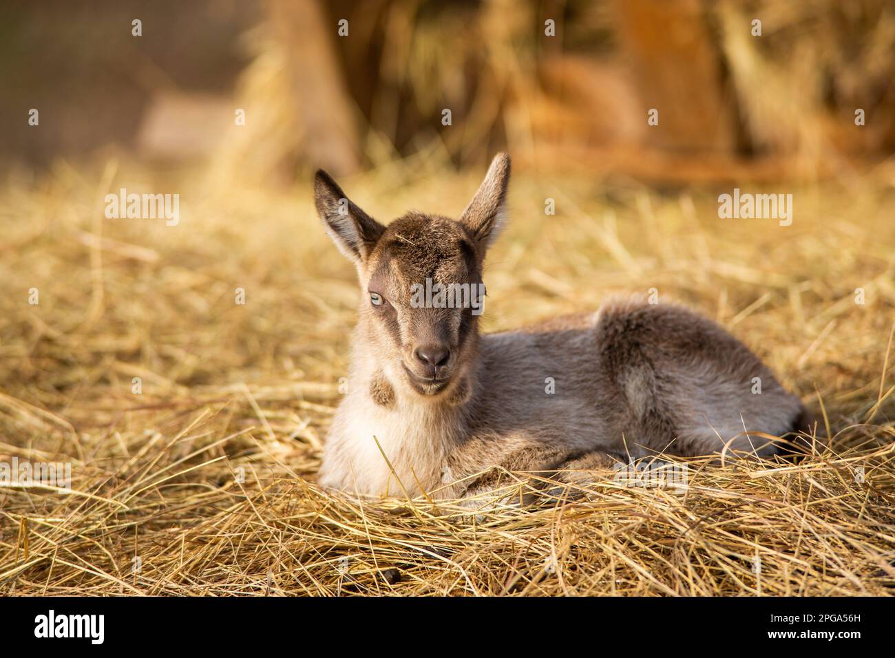 A peaceful baby goat resting in a bed of hay, looking directly at the ...