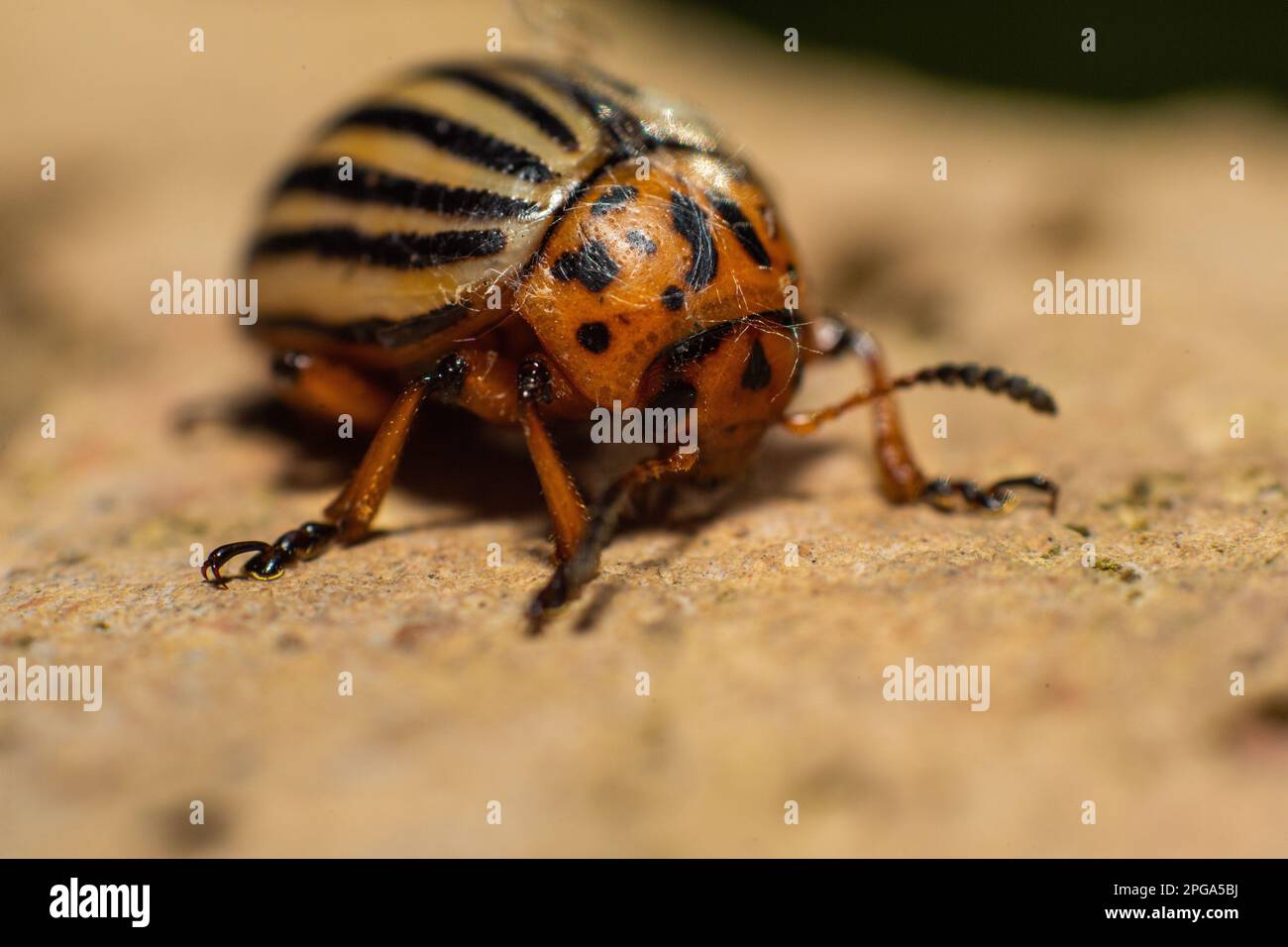 A Colorado beetle is seen in close-up, sitting on the ground in its ...