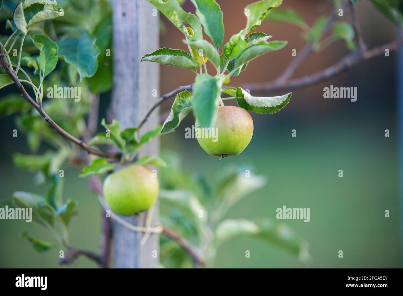 A scenic image of a lush green apple tree in a backyard garden ...