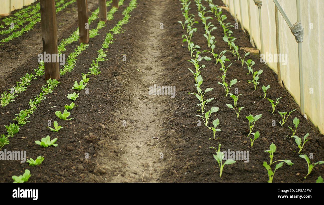 Kohlrabi seedlings young planting tuber bio detail greenhouse foil ...