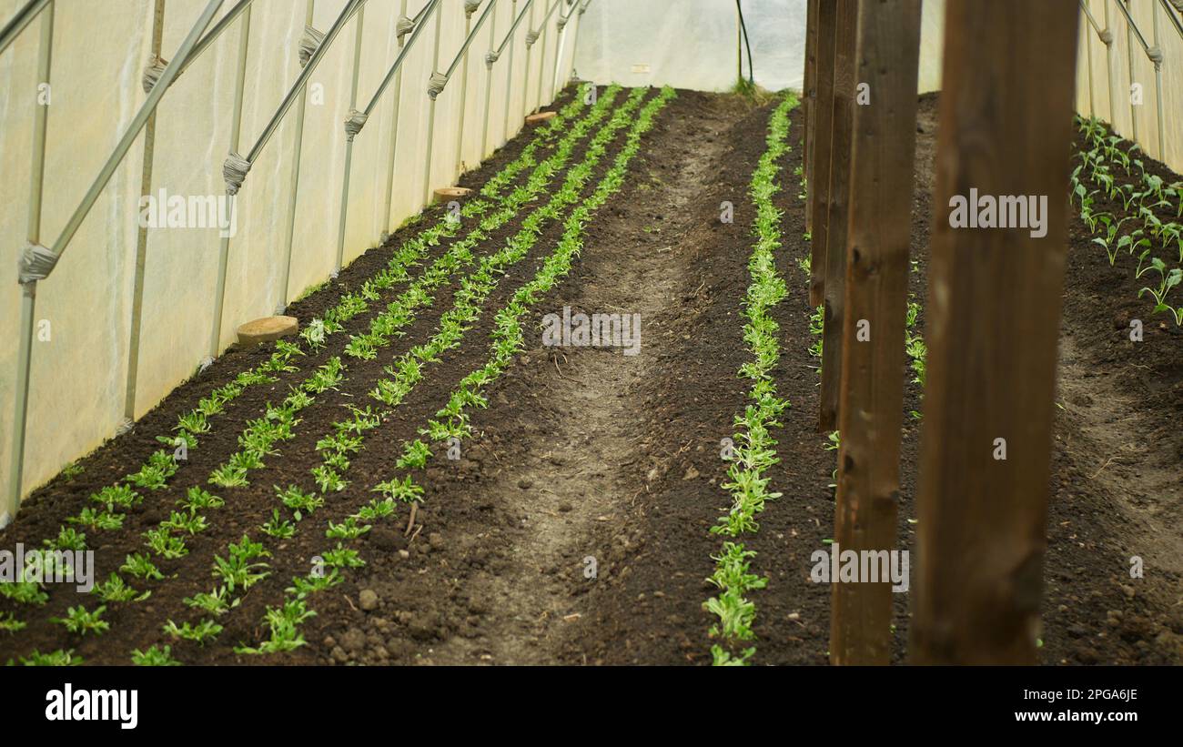 Seedlings kohlrabi spinach Spinacia oleracea young planting tuber bio ...