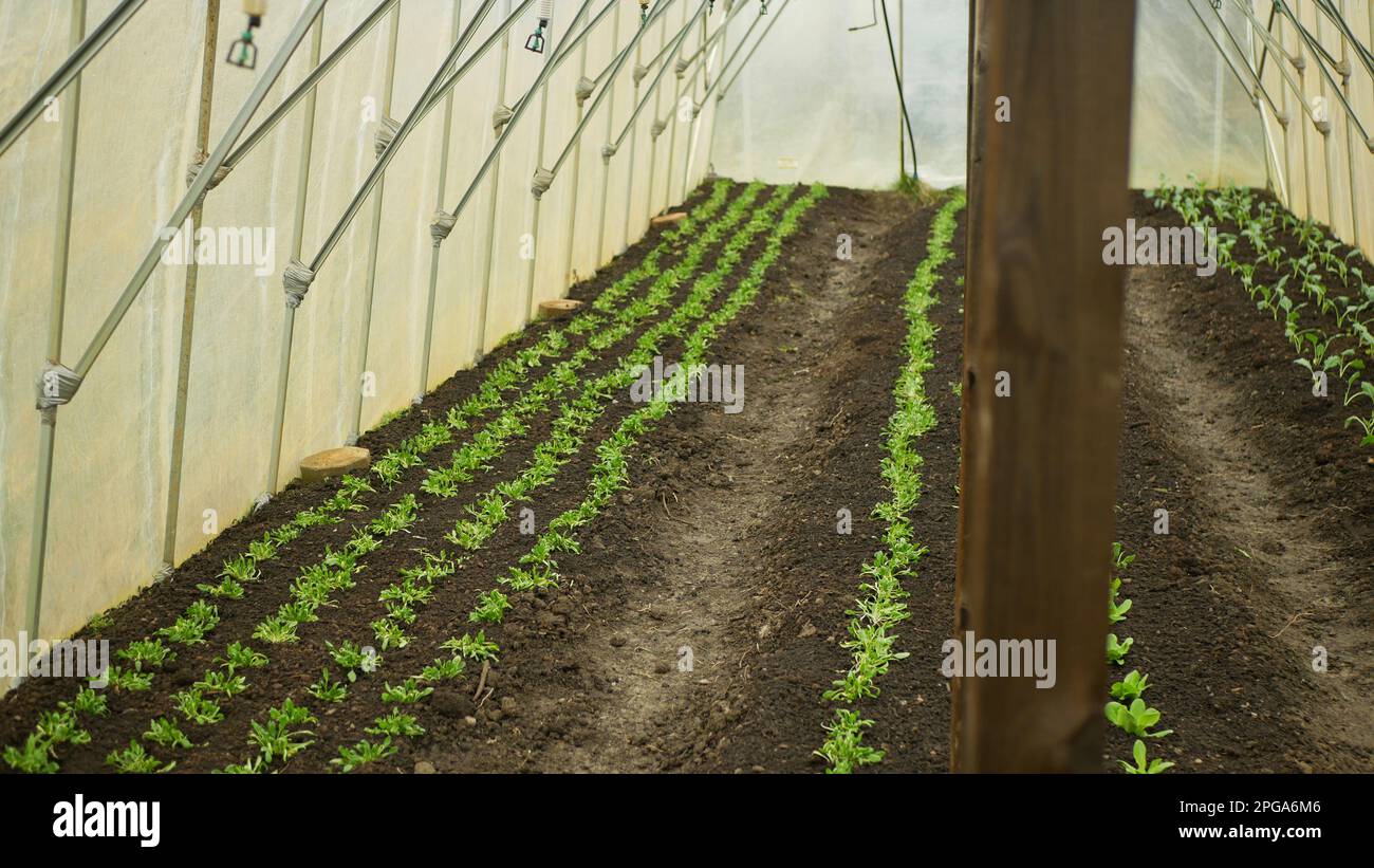 Seedlings kohlrabi spinach Spinacia oleracea young planting tuber bio ...