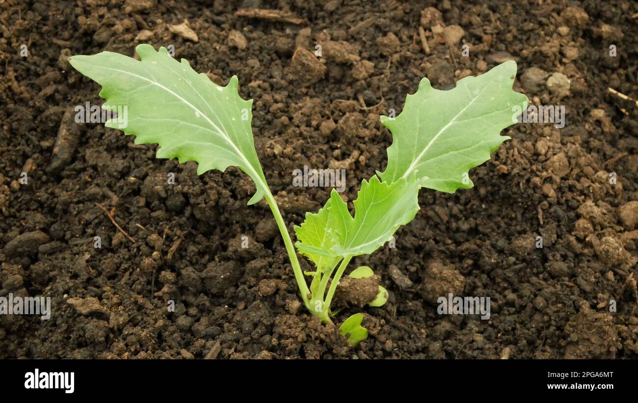 Kohlrabi seedlings young planting tuber bio detail greenhouse foil ...