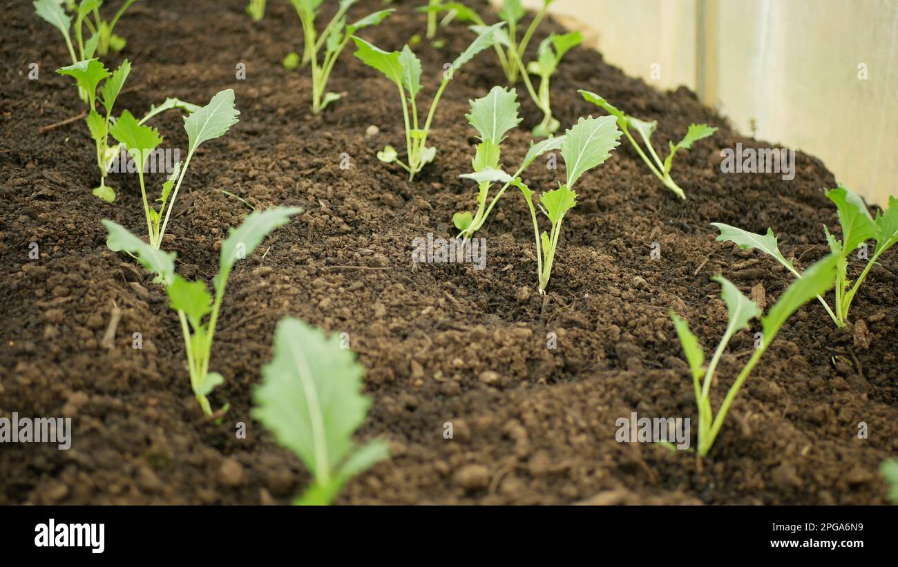 Kohlrabi seedlings young planting tuber bio detail greenhouse foil ...