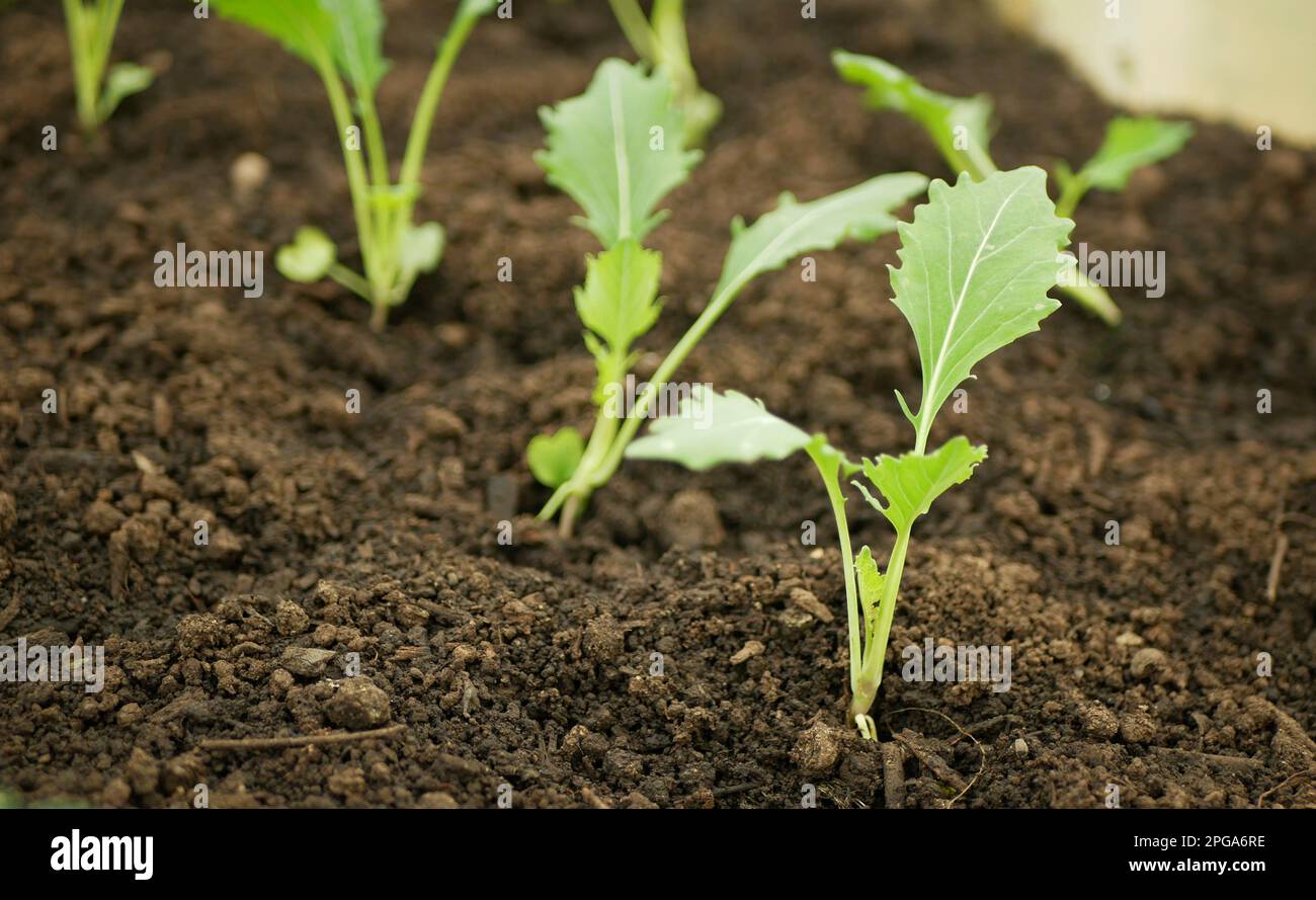 Kohlrabi seedlings young planting tuber bio detail greenhouse foil ...