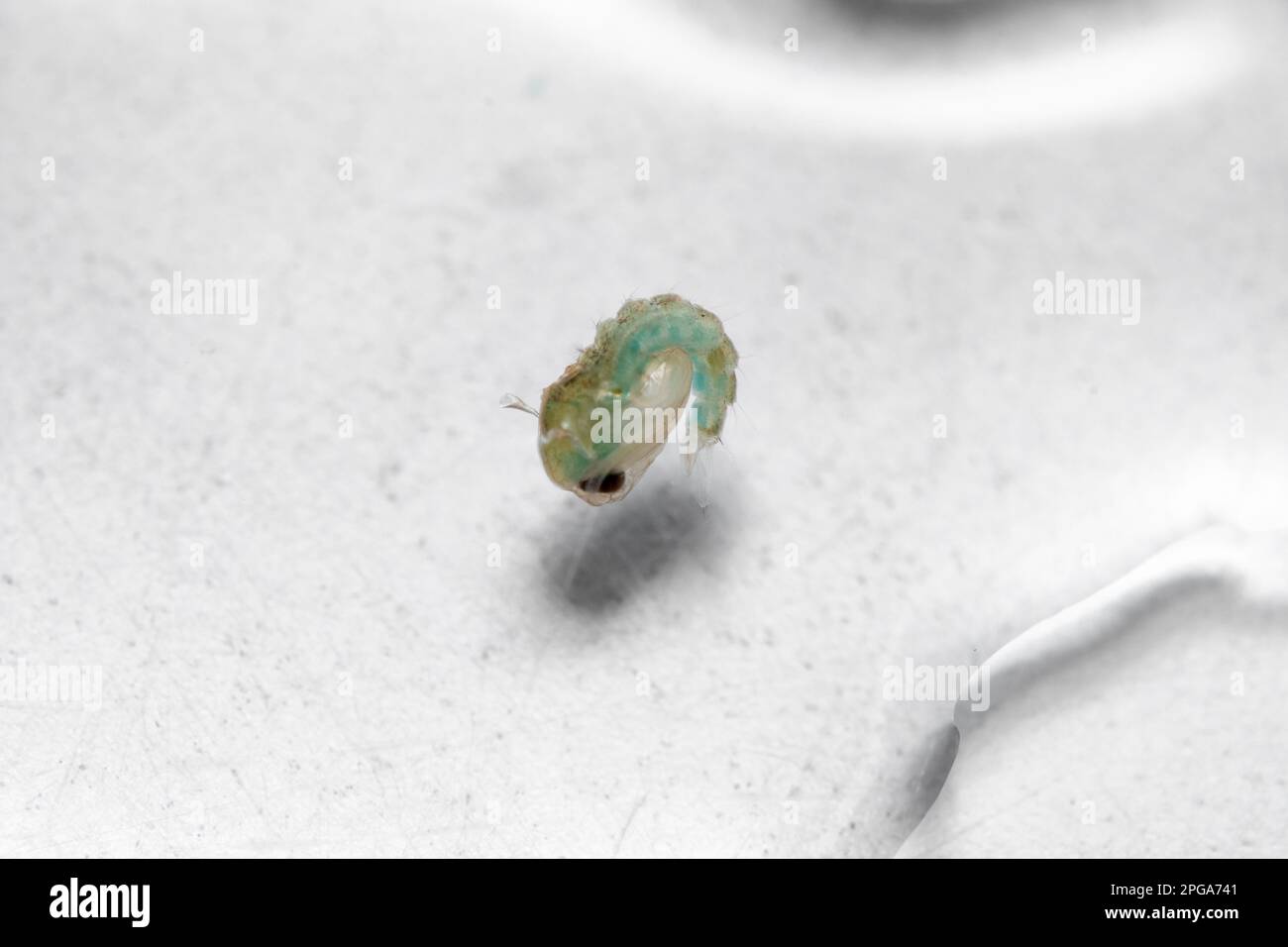 Yellow fever mosqutio (Aedes aegypti) pupae in water Stock Photo - Alamy