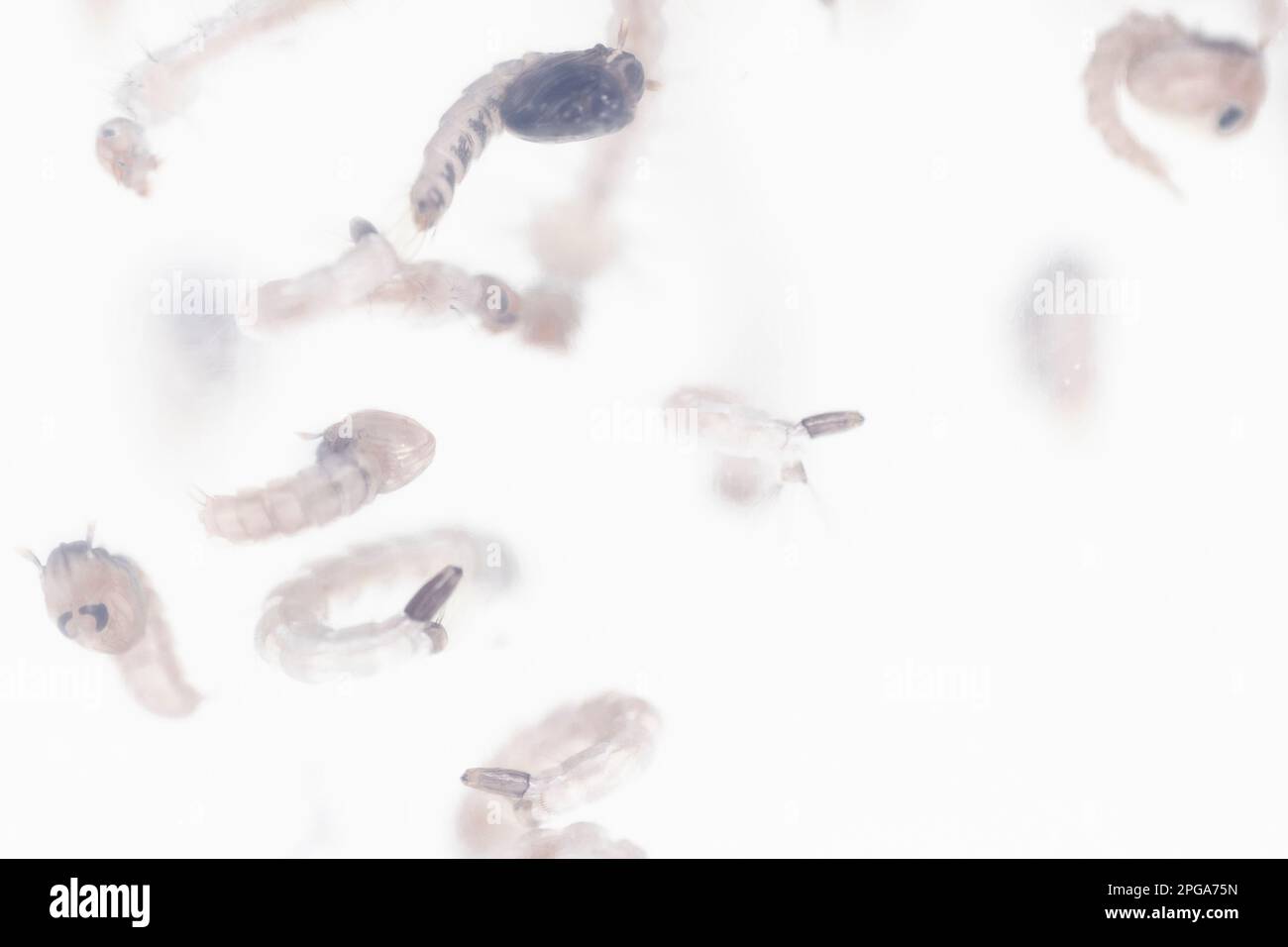 Yellow fever mosqutio (Aedes aegypti) pupae in water Stock Photo - Alamy