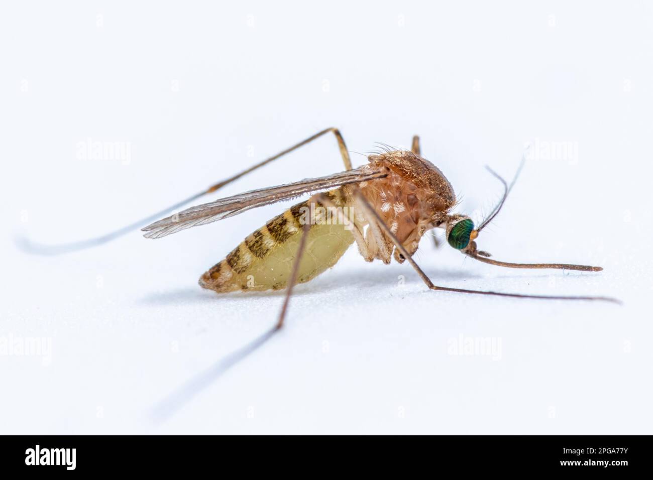 Culex pipiens, commonly referred to as the common house mosquito Stock ...