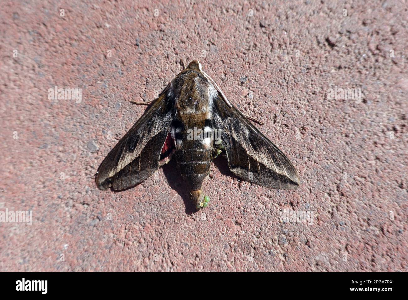 Mit parasiten hi-res stock photography and images - Alamy