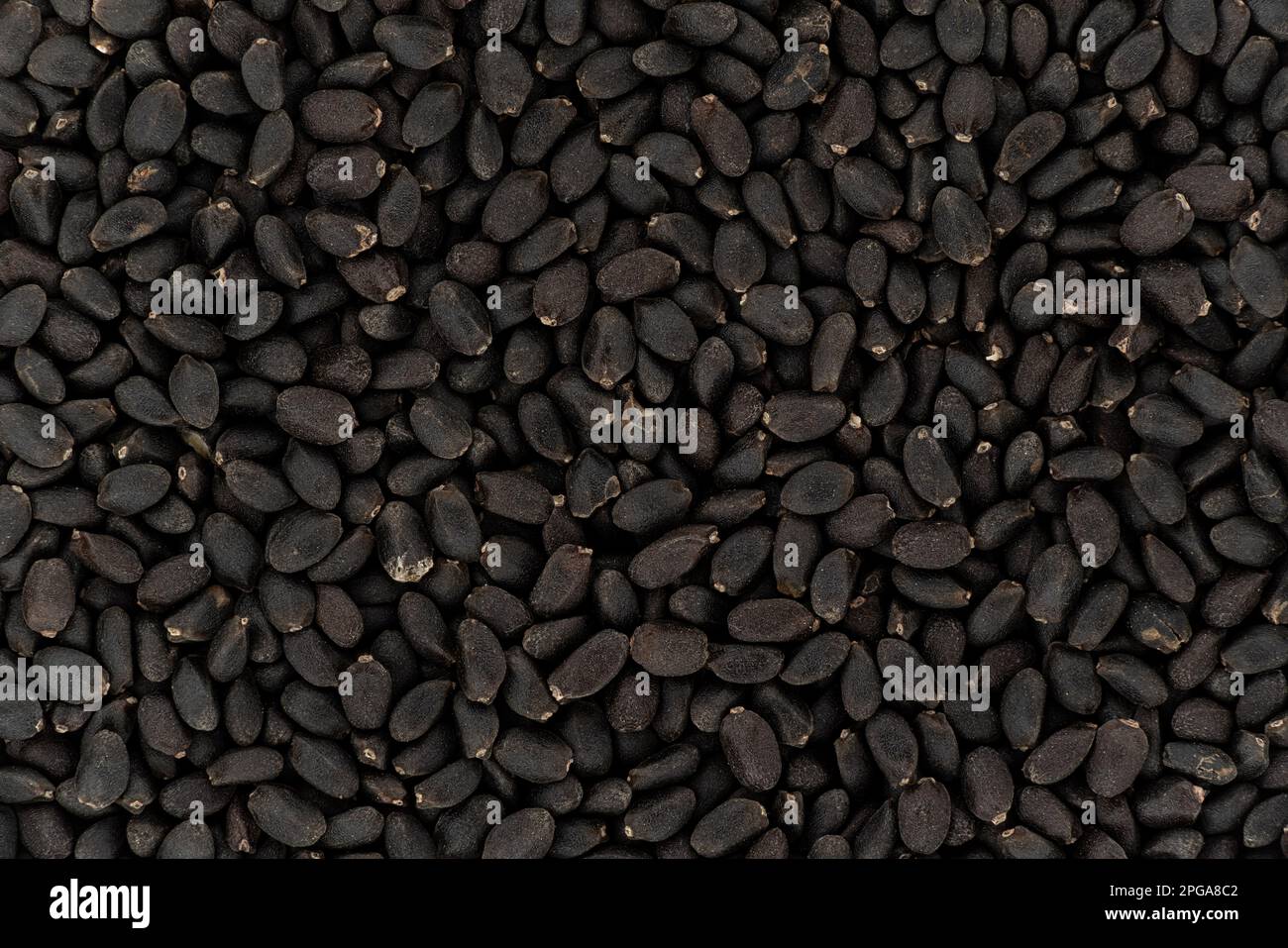 Dark tukmaria or thai basil - Ocimum basilicum - seeds under microscope ...