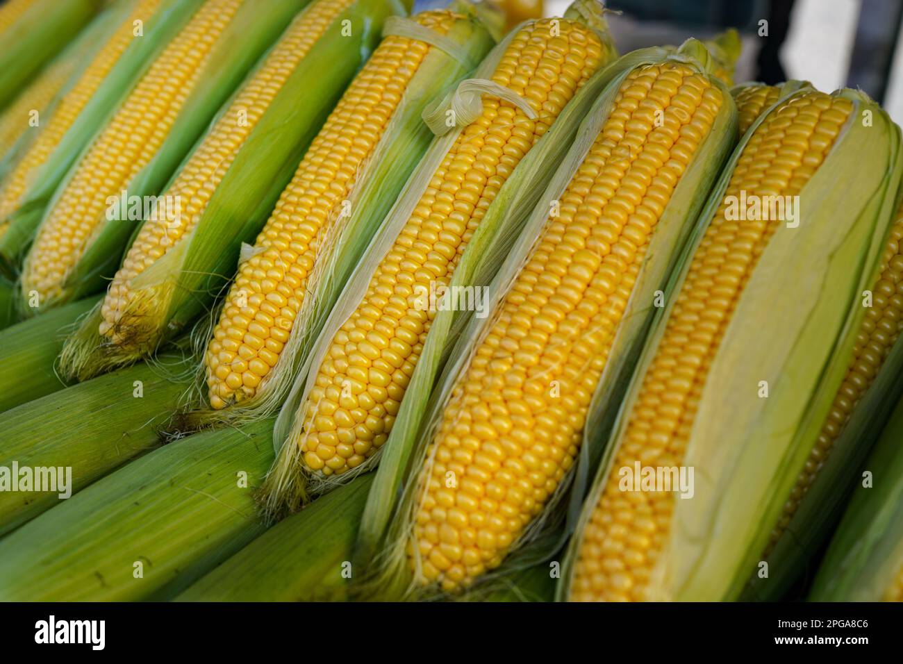 Fresh ear corn displayed on hi-res stock photography and images - Alamy