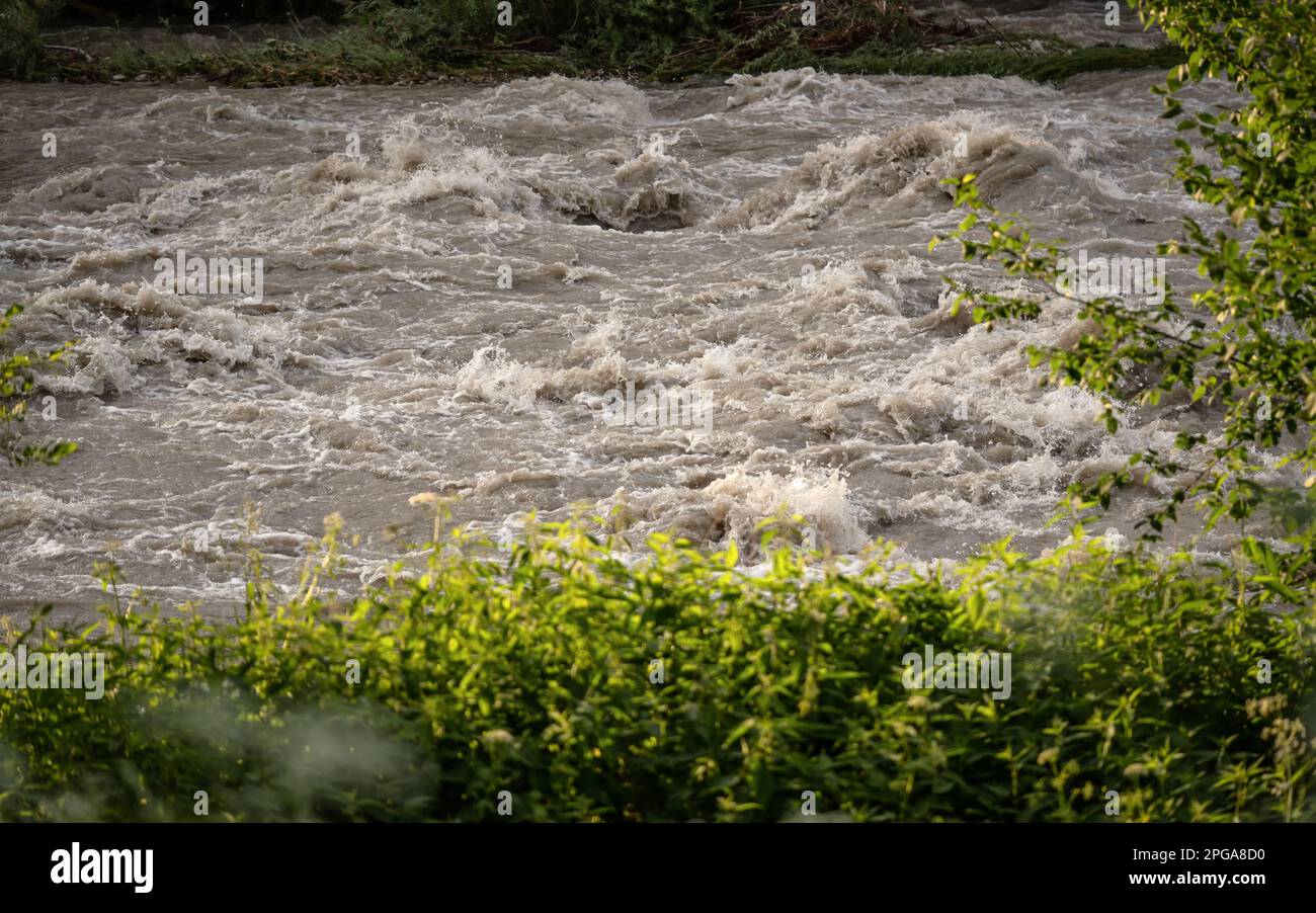 Dirty flood water flowing rapidly in river, pieces of trees at ...