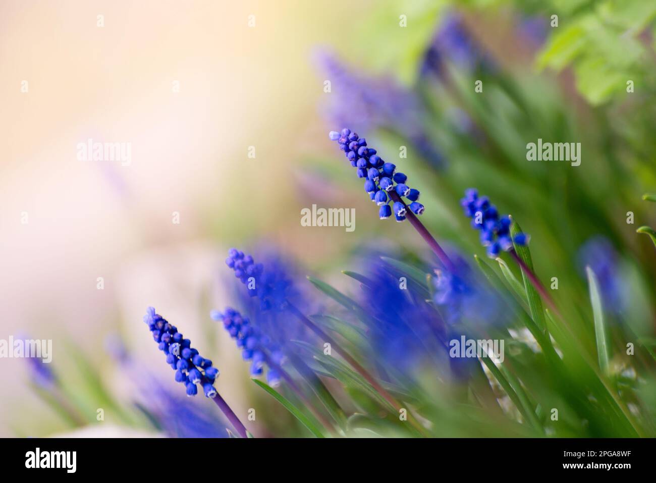 Beautiful card with muscari flower, hyacinth family. Spring floral ...