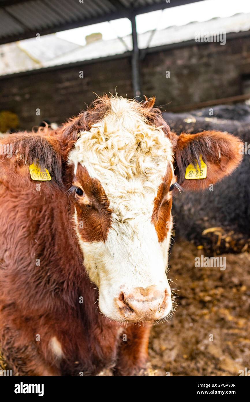 Closeup cow on farm hi-res stock photography and images - Alamy