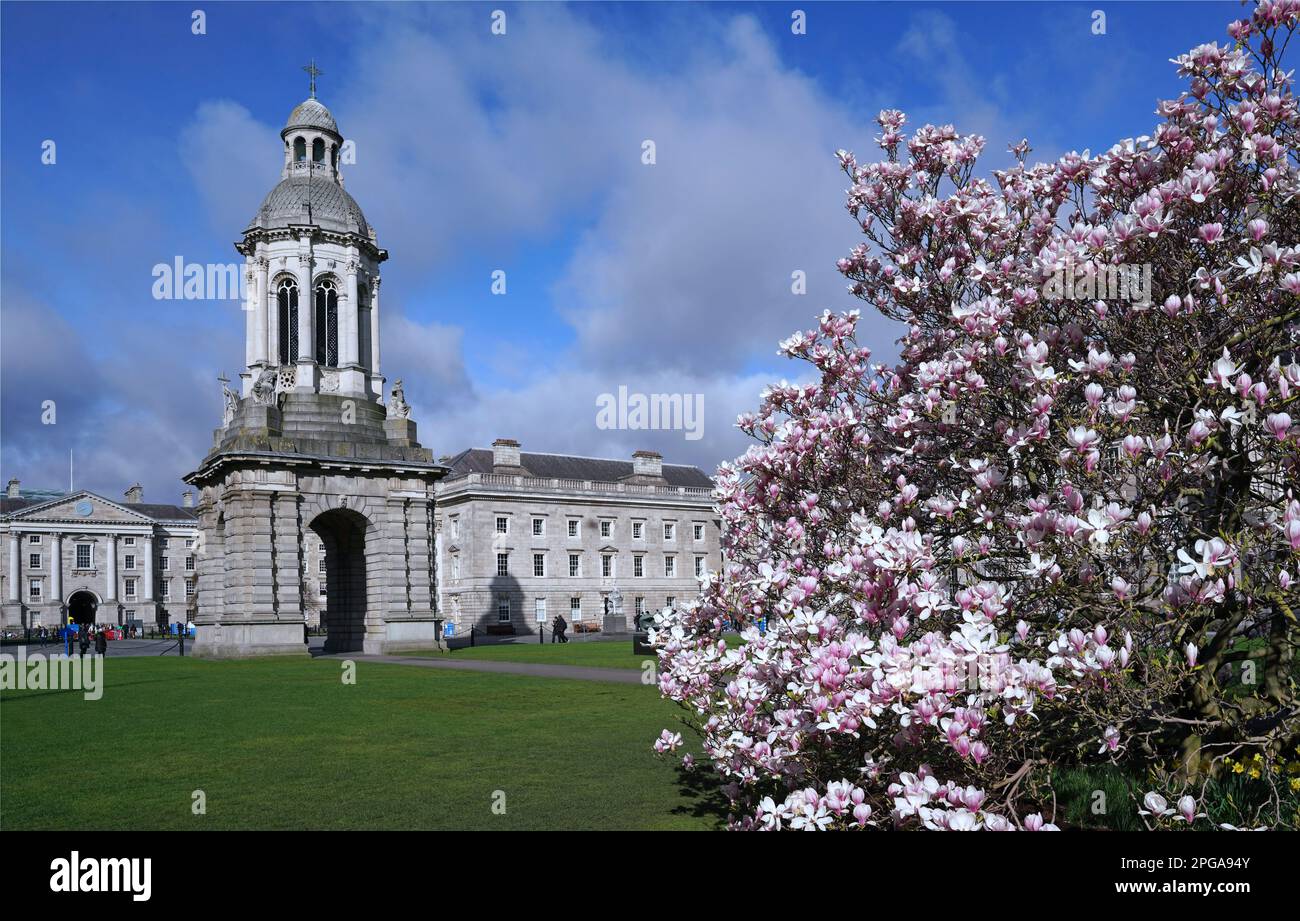 Old magnolia tree hi-res stock photography and images - Alamy