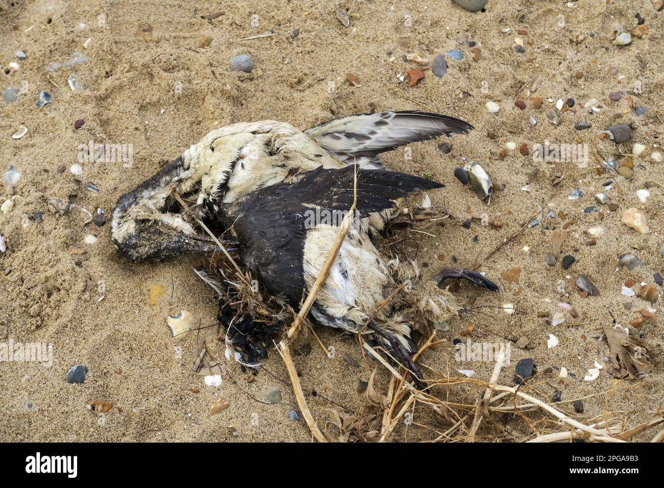 Dead seabird hi-res stock photography and images - Alamy