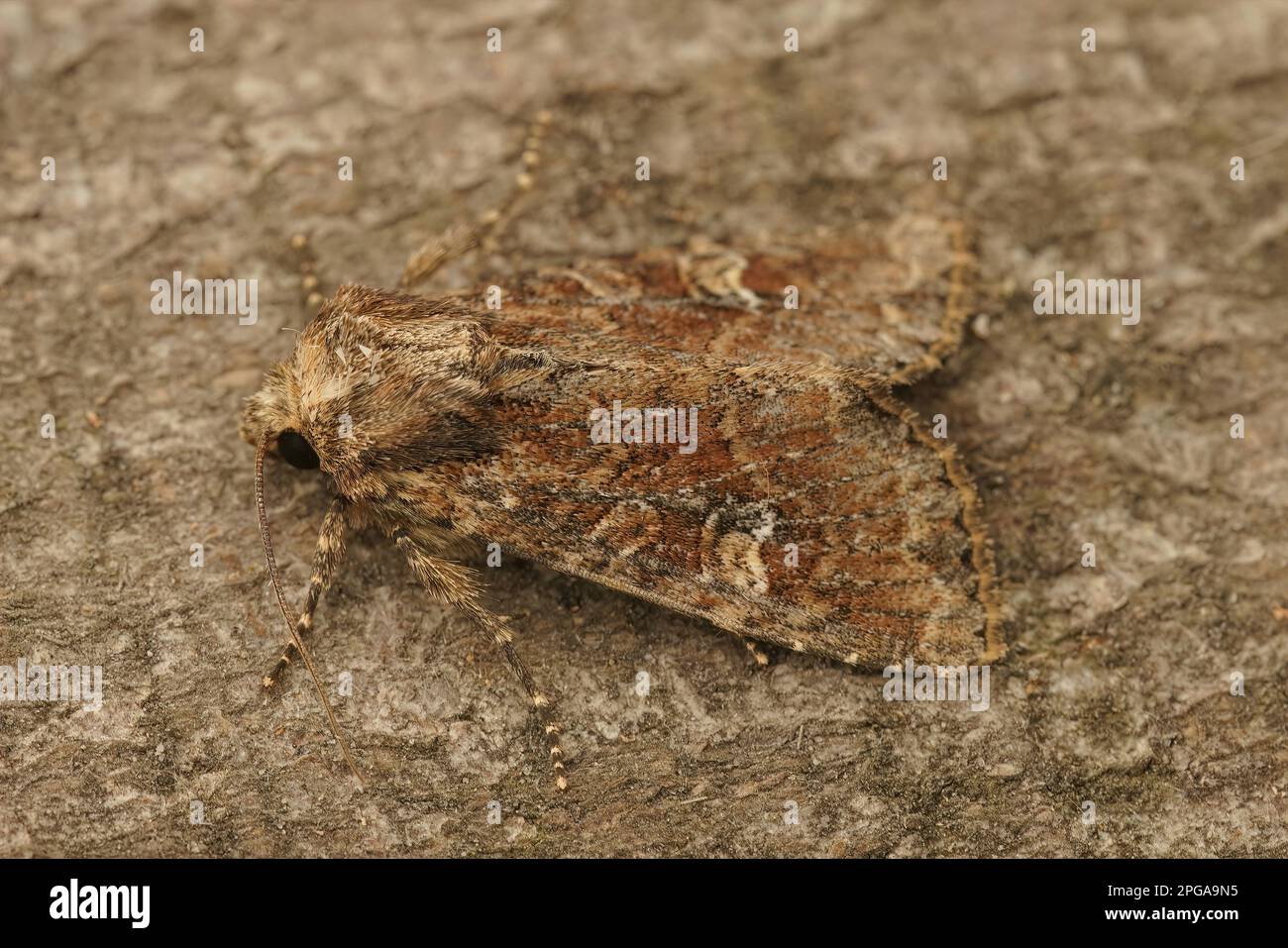Clouded brindle moth hi-res stock photography and images - Alamy