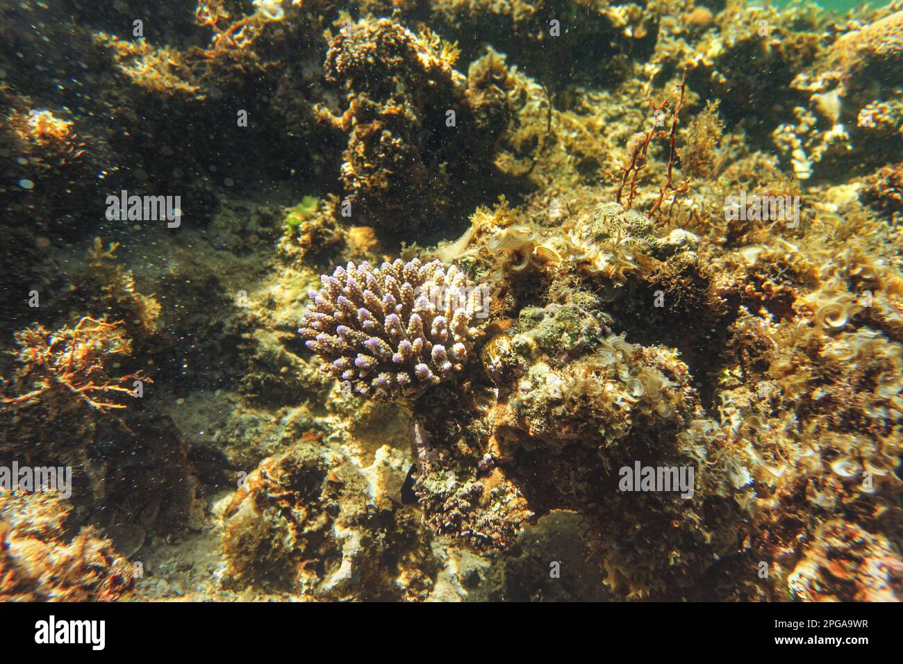 Sun shines on small coral in shallow sea - snorkelling at Anakao ...