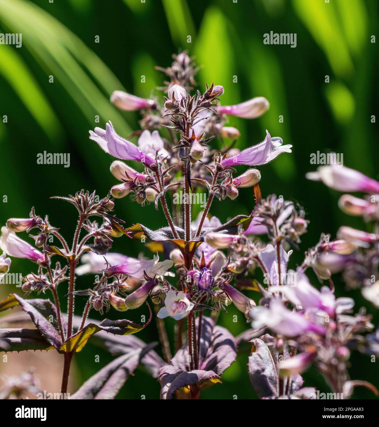Close up of Husker Red Penstemon digitalis flowers blooming against a ...