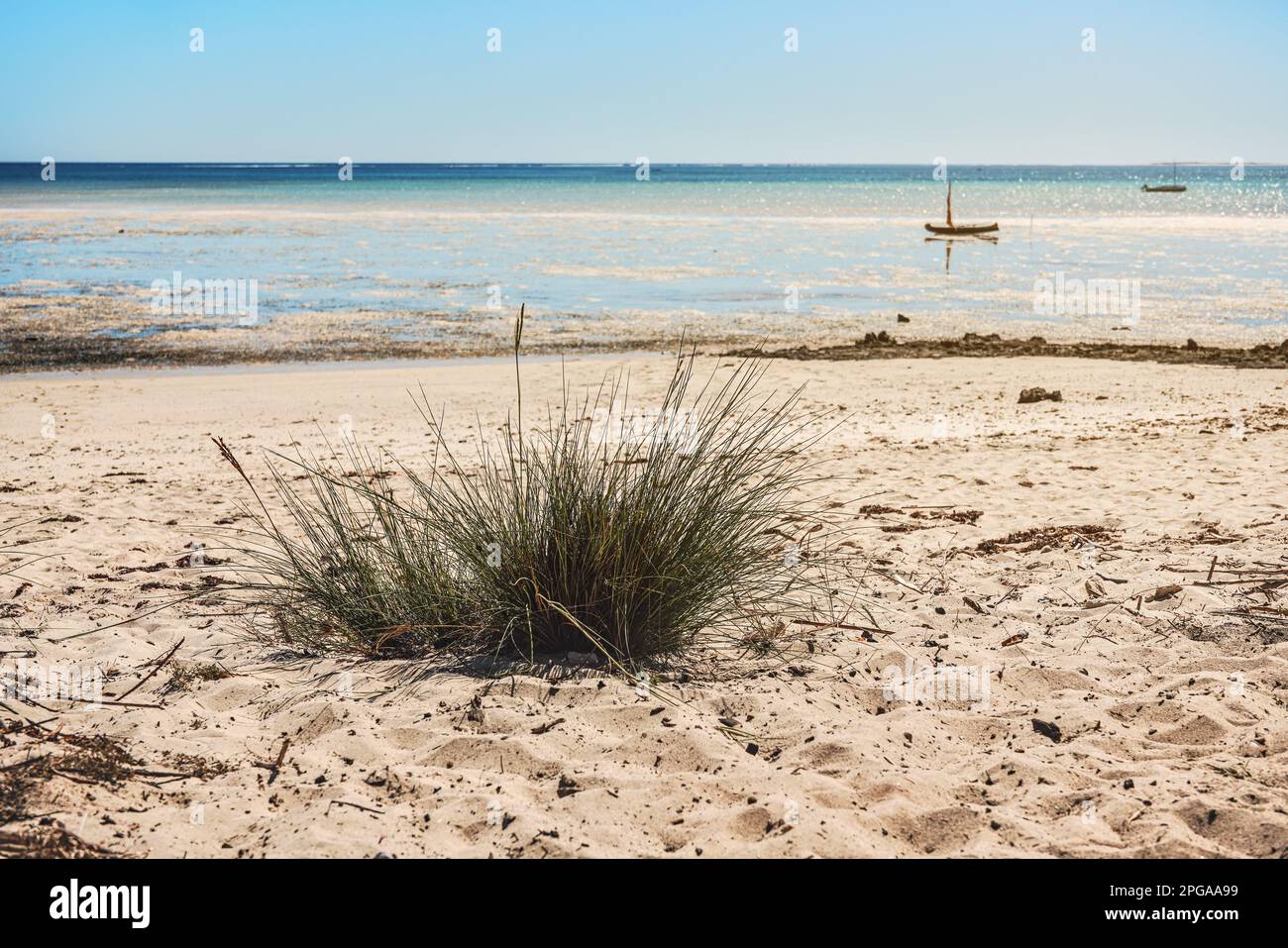 Small grass clusters growing on sandy beach, low sea water background ...