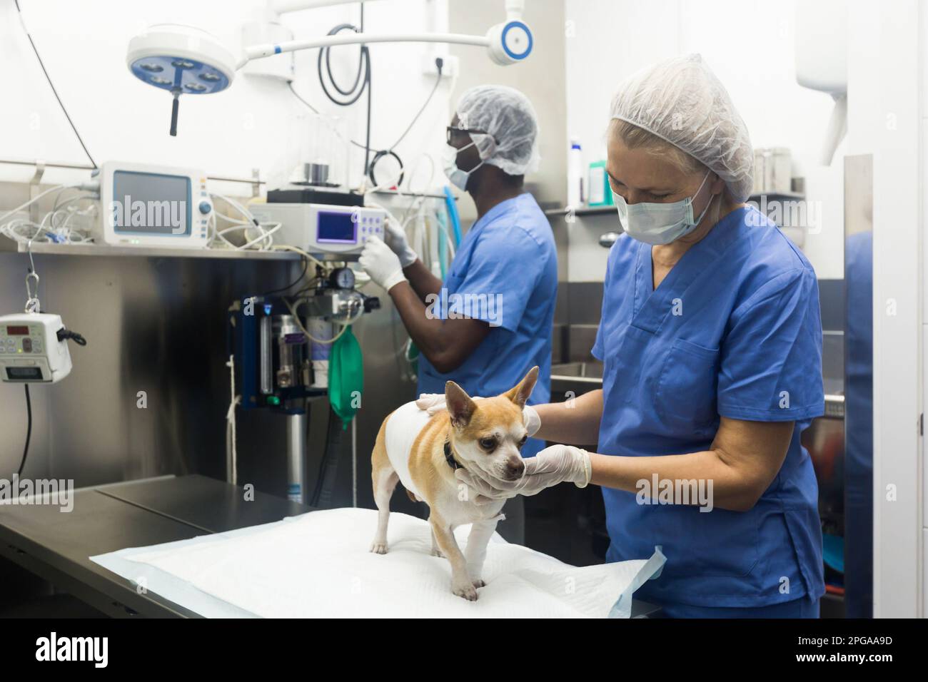 Image of dog on the operating table and doctor Stock Photo - Alamy