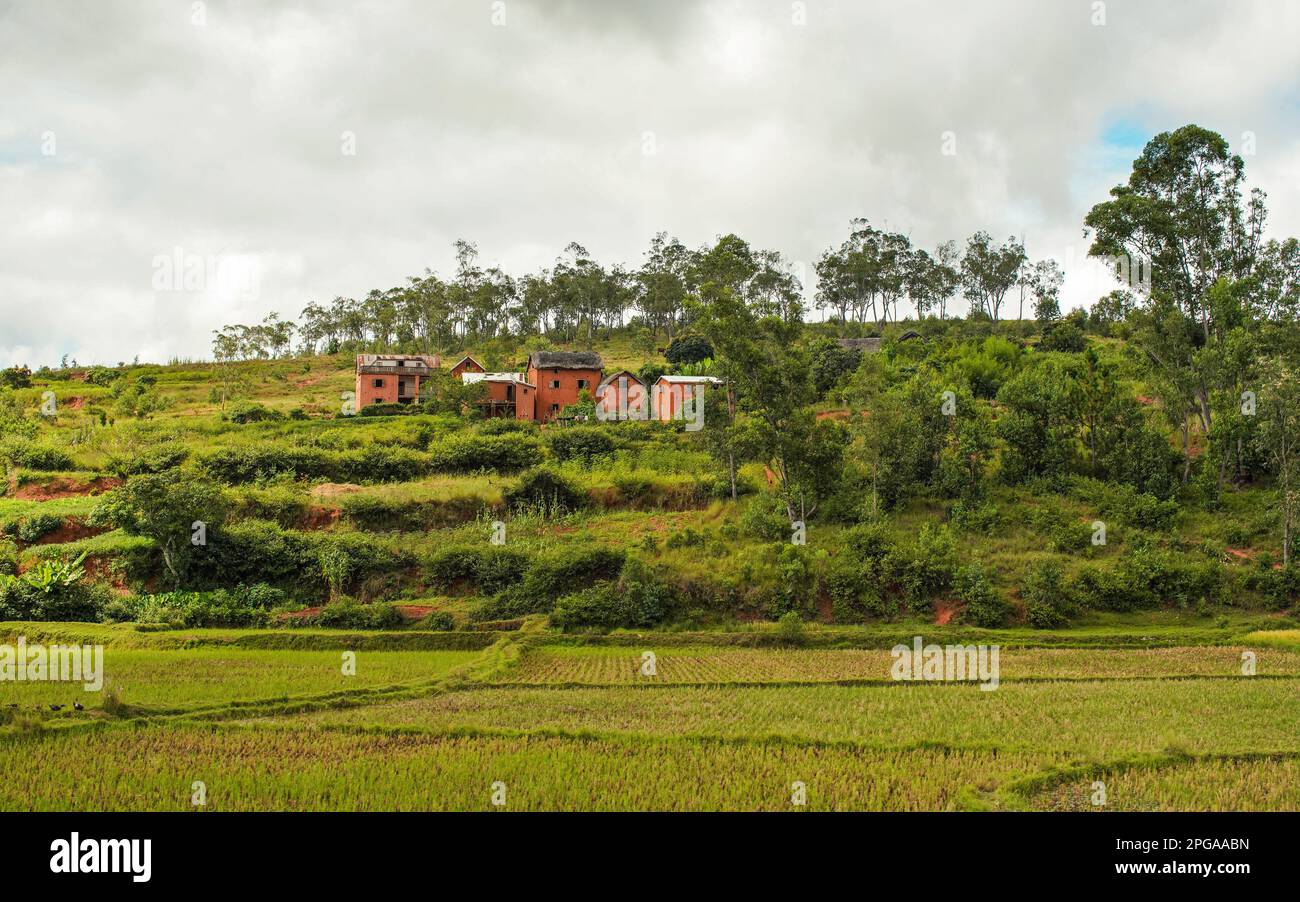 Typical Madagascar landscape - green and yellow rice terrace fields on ...