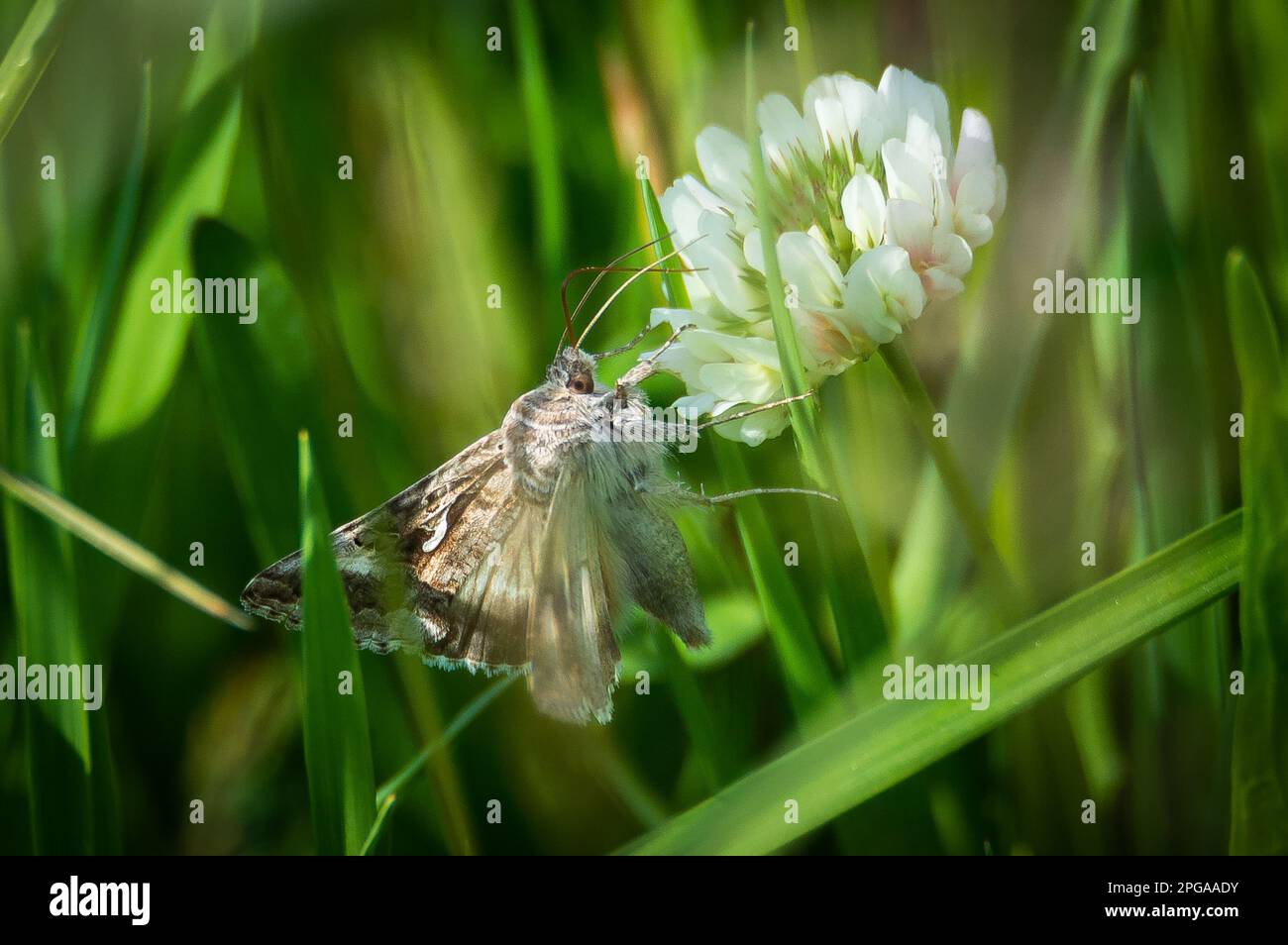 Silver Y moth on white clover flower Stock Photo - Alamy