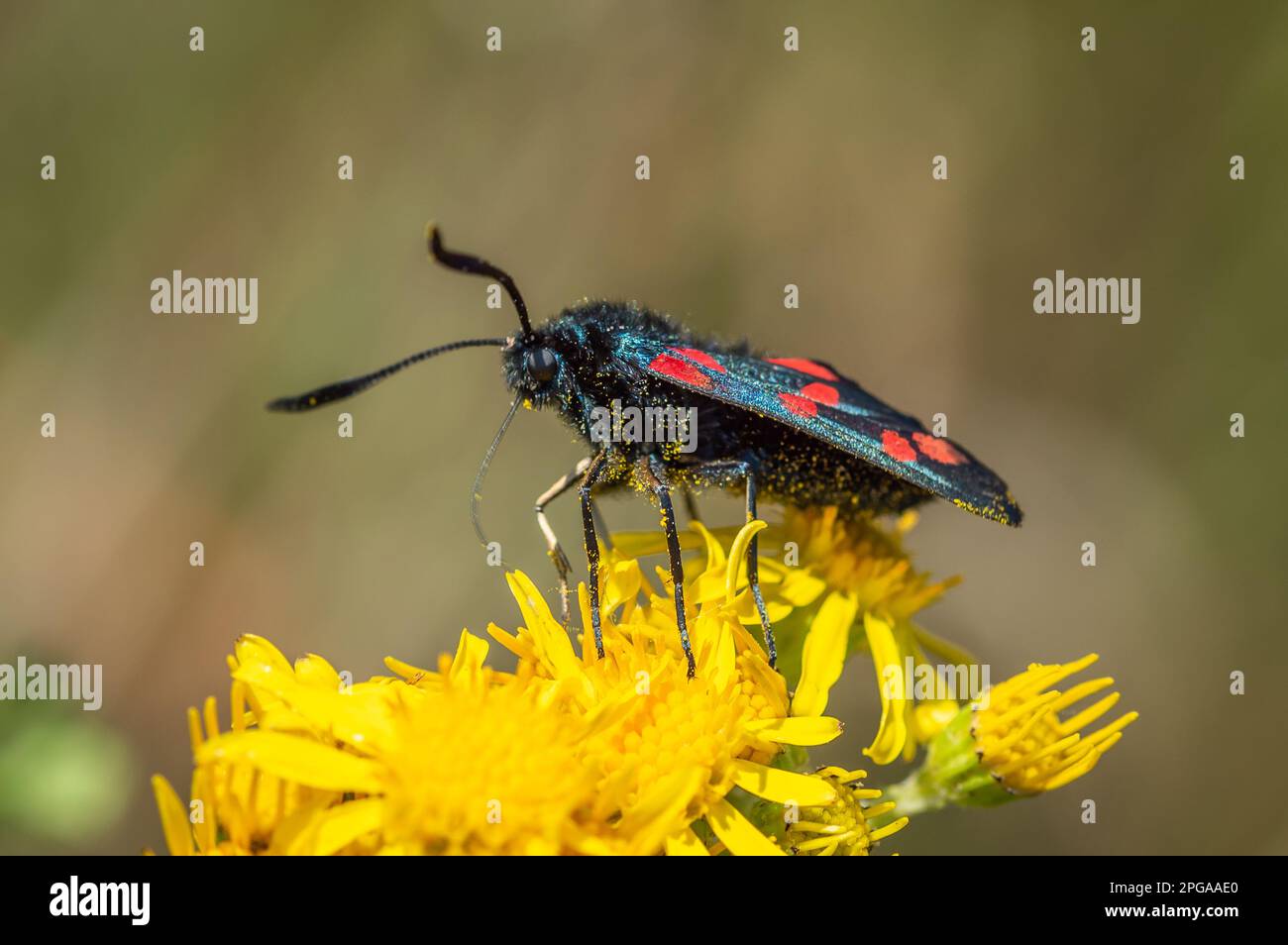 Six-spot burnet moth feeding from ragwort Stock Photo - Alamy