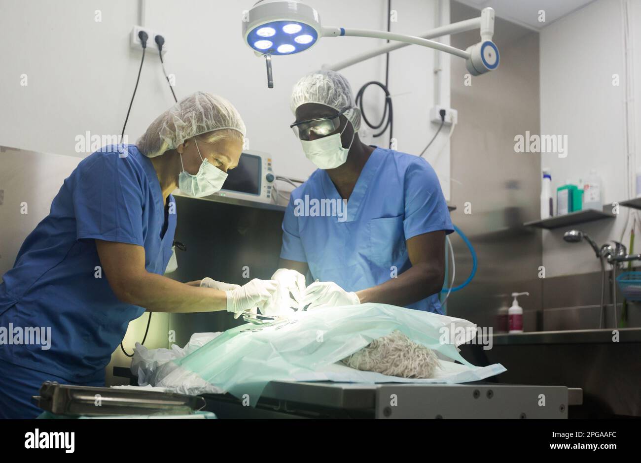 Proffesional veterinarians in uniform doing operation Stock Photo - Alamy